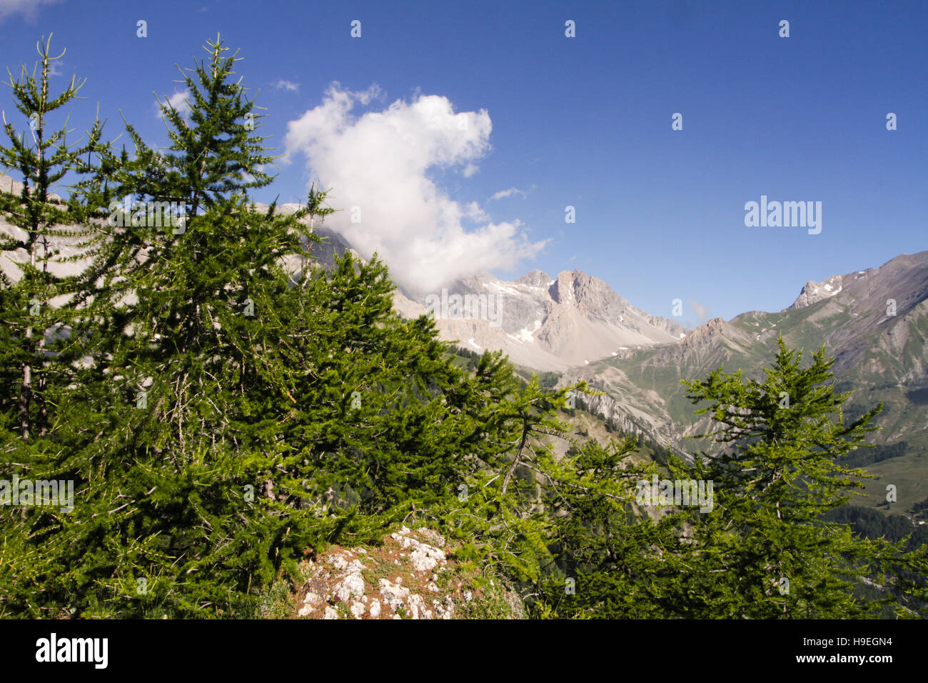 piedmont alps panorama with trees in summer Stock Photo - Alamy