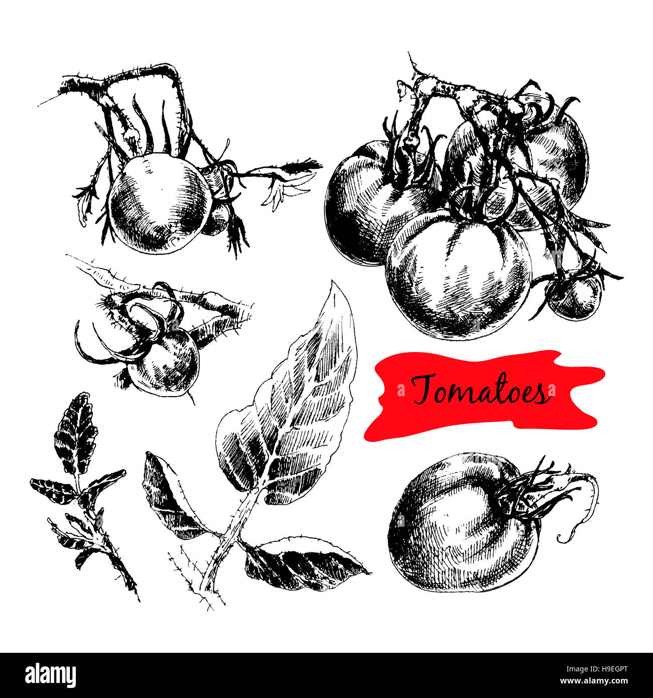 Hand drawn illustration drawing tomato hi-res stock photography and ...