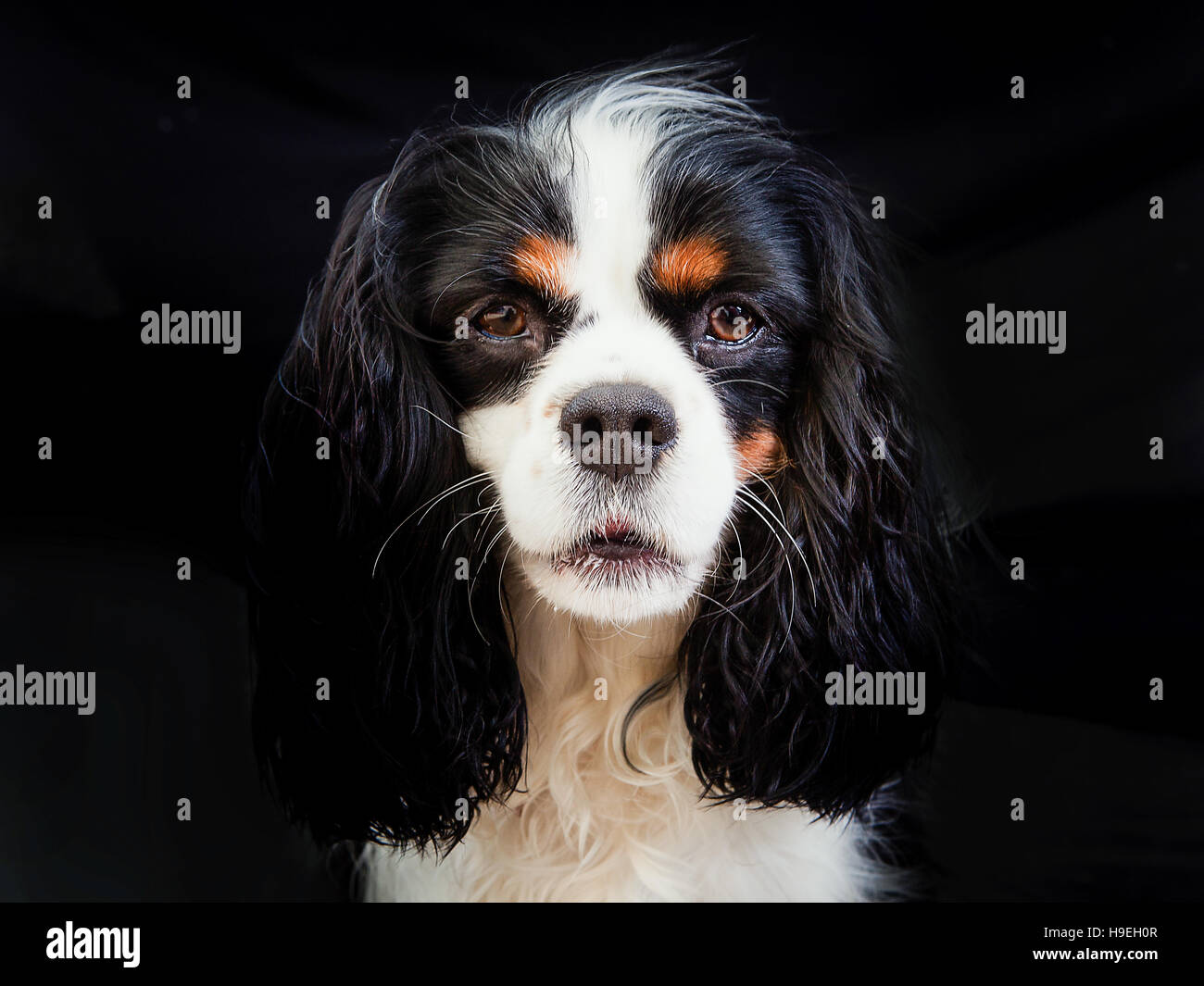 cavalier king portrait: posing in black studio Stock Photo - Alamy