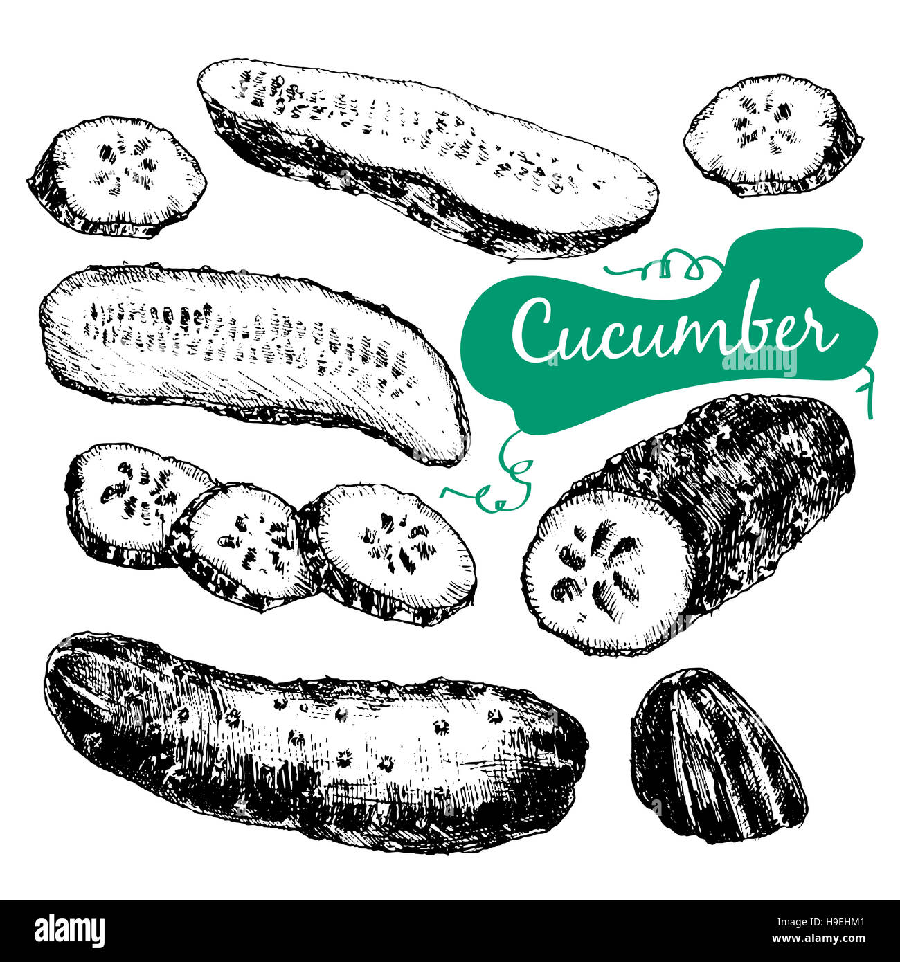 Colltction of hand drawn graphic illustration with cucumbers in sketch ...
