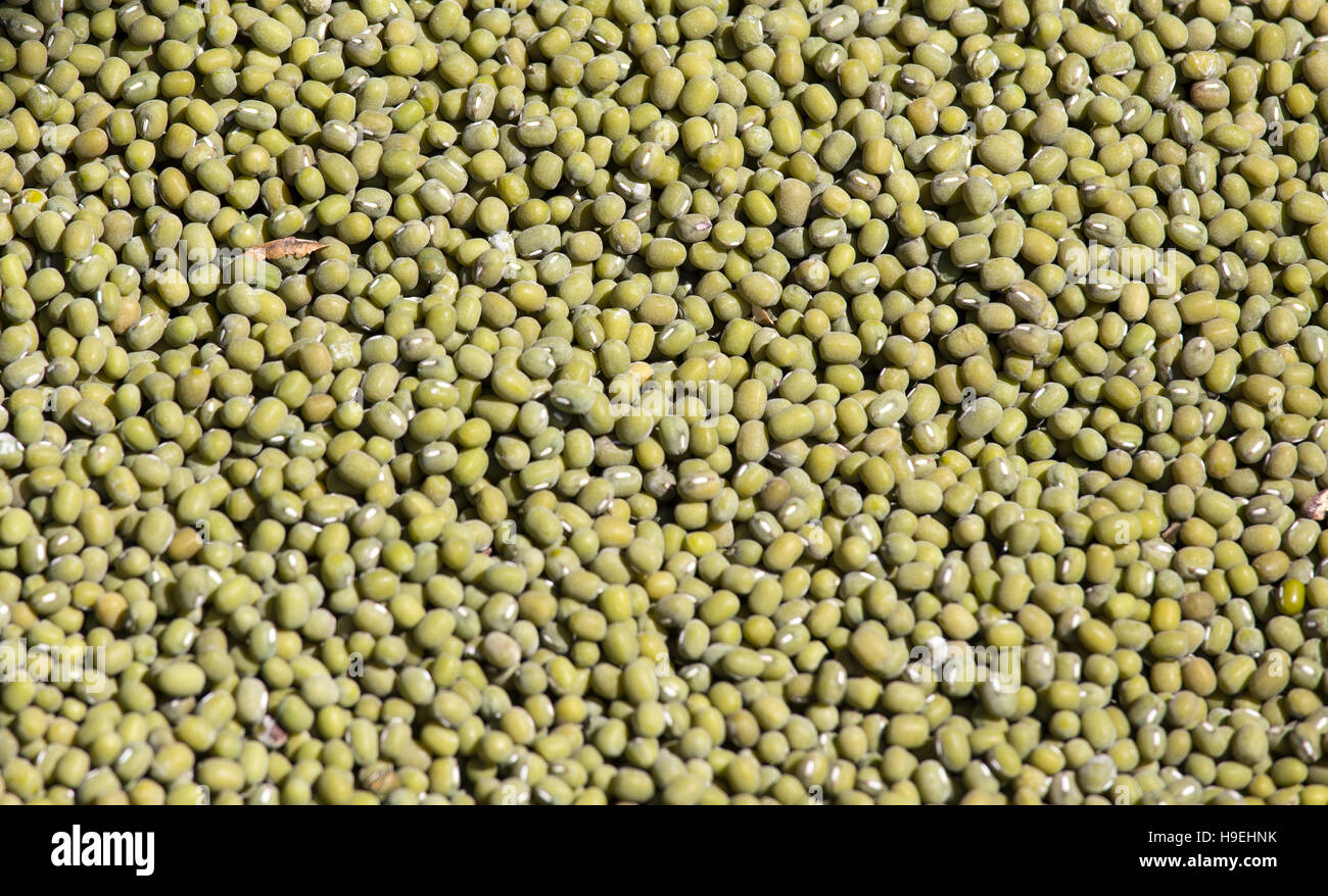 fresh Green beans background, Indonesia Stock Photo - Alamy