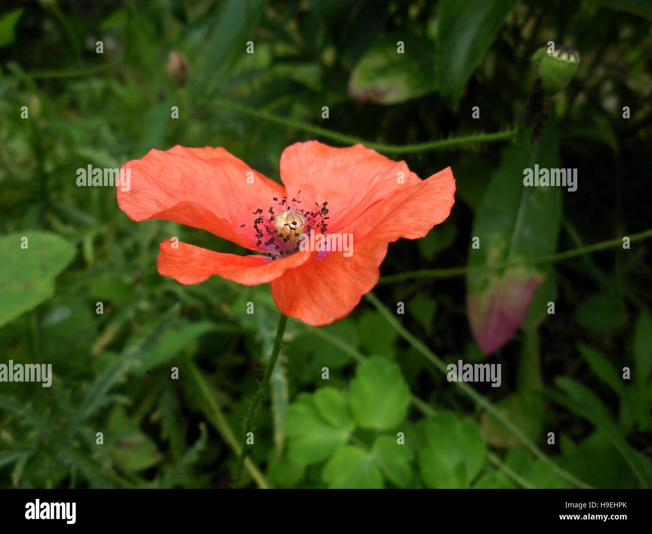 Poppy in the steppe on Ukraine Stock Photo - Alamy