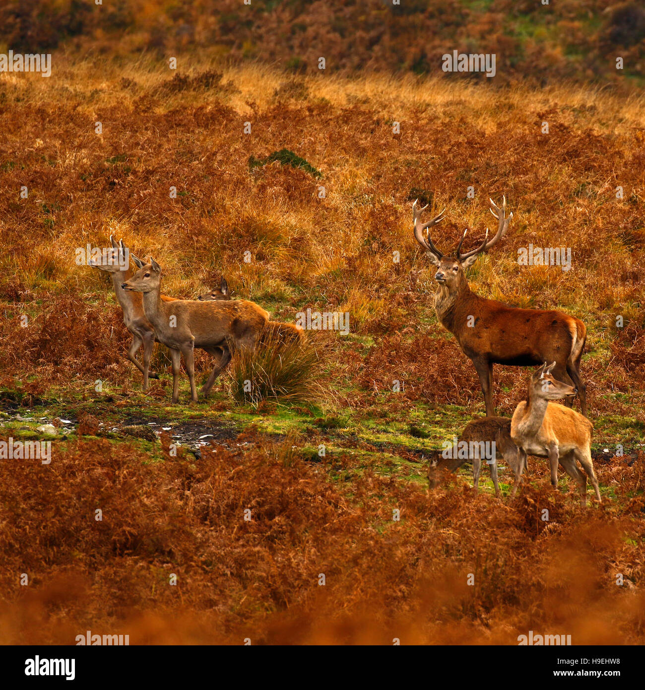 Herd of Red deer on Exmoor during the rut with magnificent red stags ...
