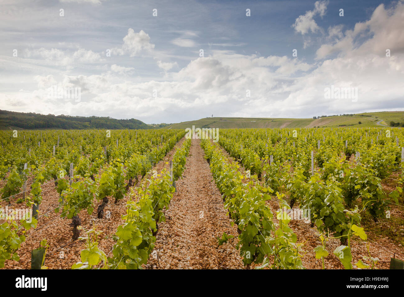 The vineyards of Sancerre in the Loire Valley, France Stock Photo - Alamy