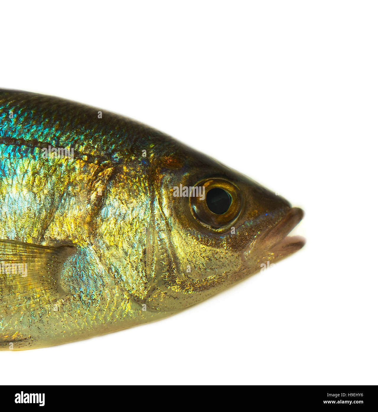 sea fish, closeup isolated Stock Photo - Alamy