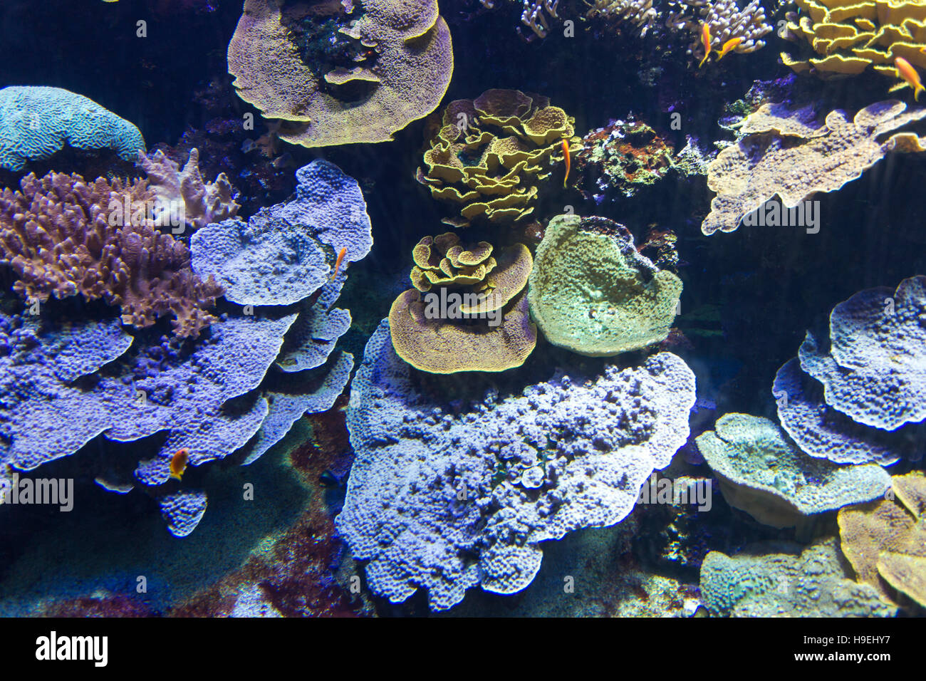 coral reef with soft and hard corals with exotic fishes Stock Photo - Alamy