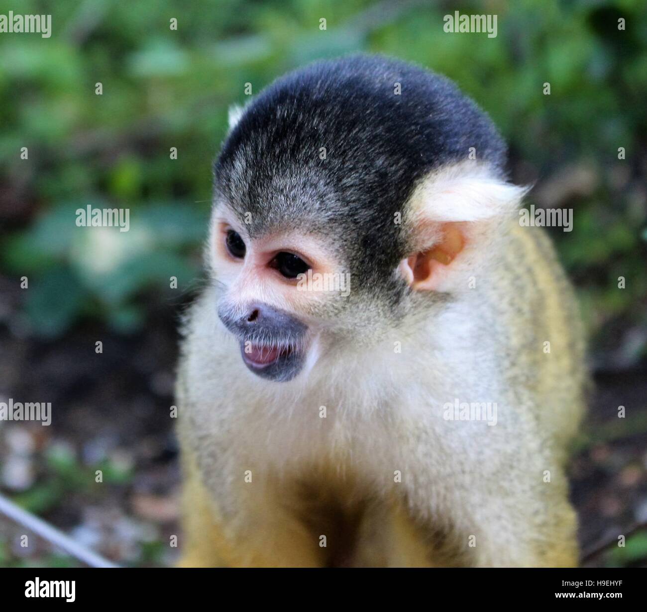 a squirrel monkey Stock Photo - Alamy
