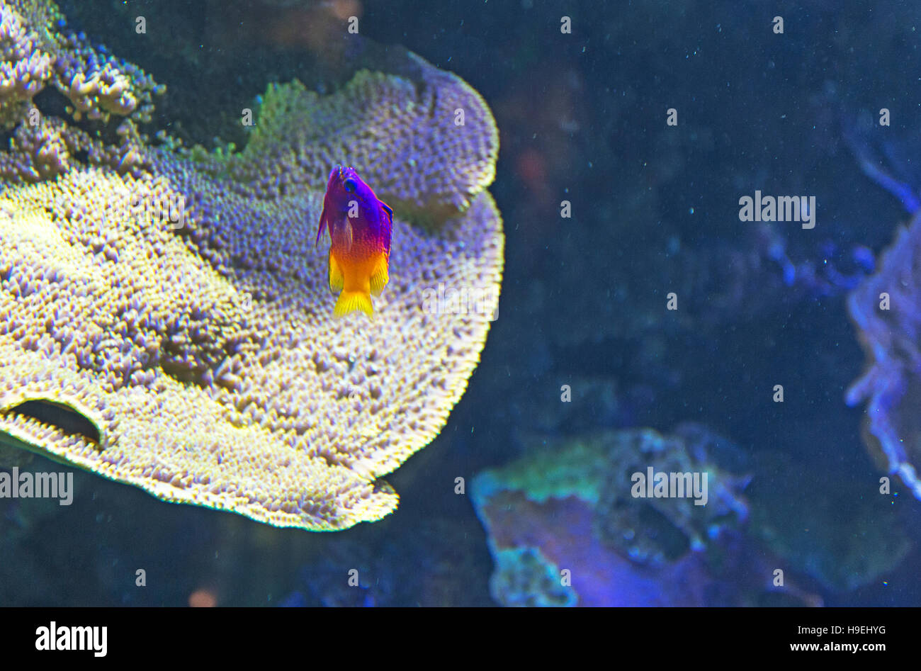 Marine fish close up picture Stock Photo - Alamy