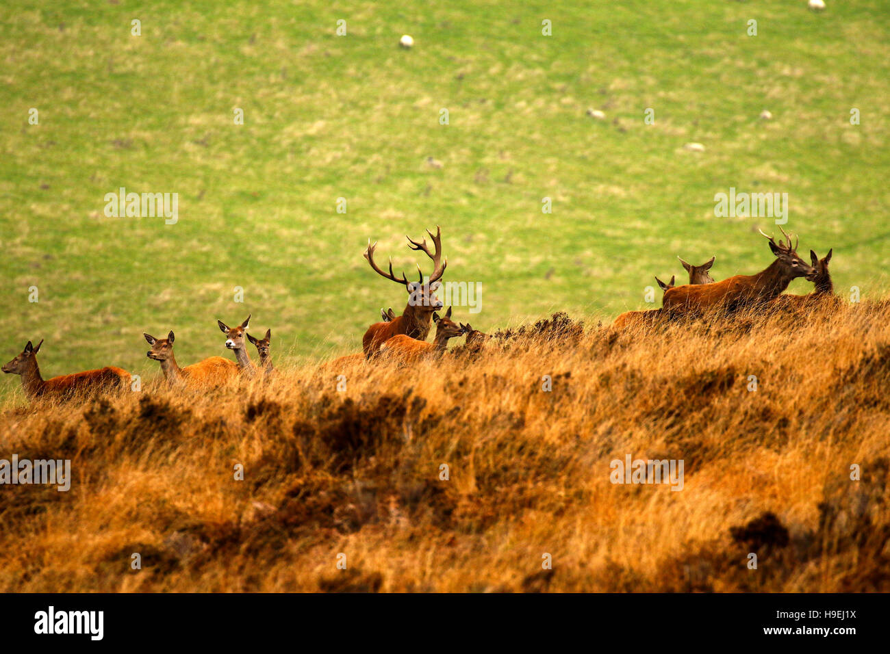 Herd of Red deer on Exmoor during the rut with magnificent red stags ...