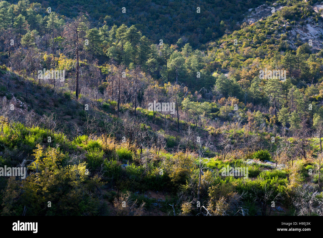 A high desert forest near the base of the Four Peaks in the southern ...