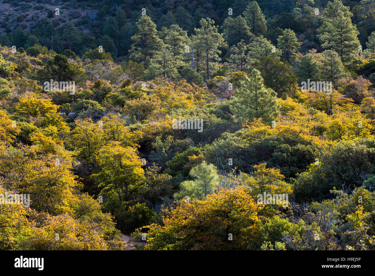 A high desert forest near the base of the Four Peaks in the southern ...