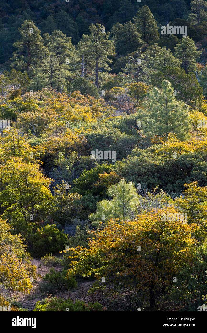 A high desert forest near the base of the Four Peaks in the southern ...