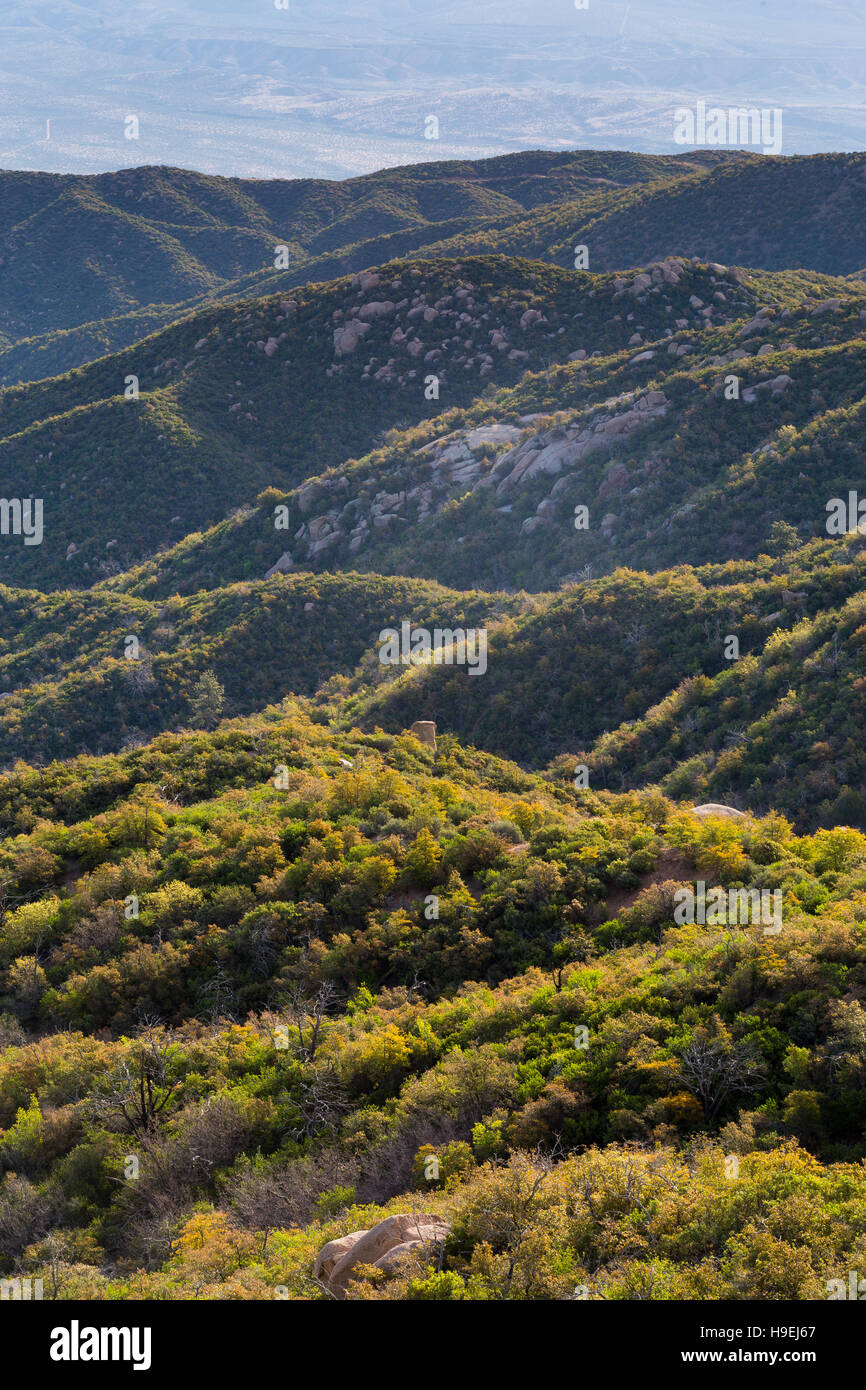 An oak tree forest lining the higher elevations of the southern ...