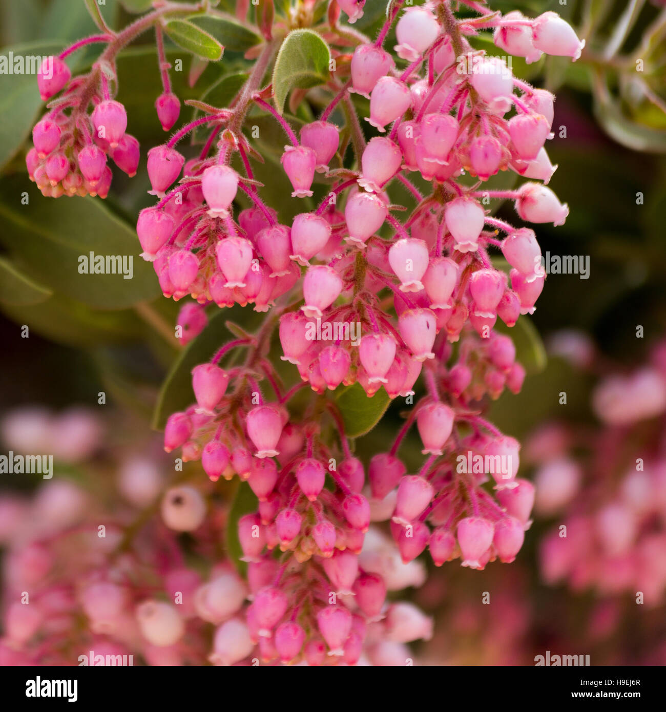 Manzanita flowers in bloom on a manzanita bush in the southern Mazatzal ...