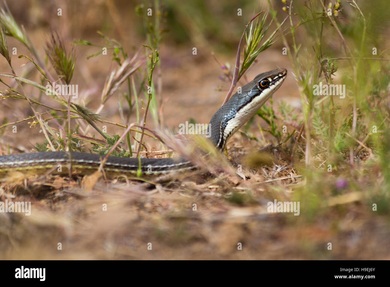 A Sonoran whipsnake slithering through grasses in the southern Mazatzal ...