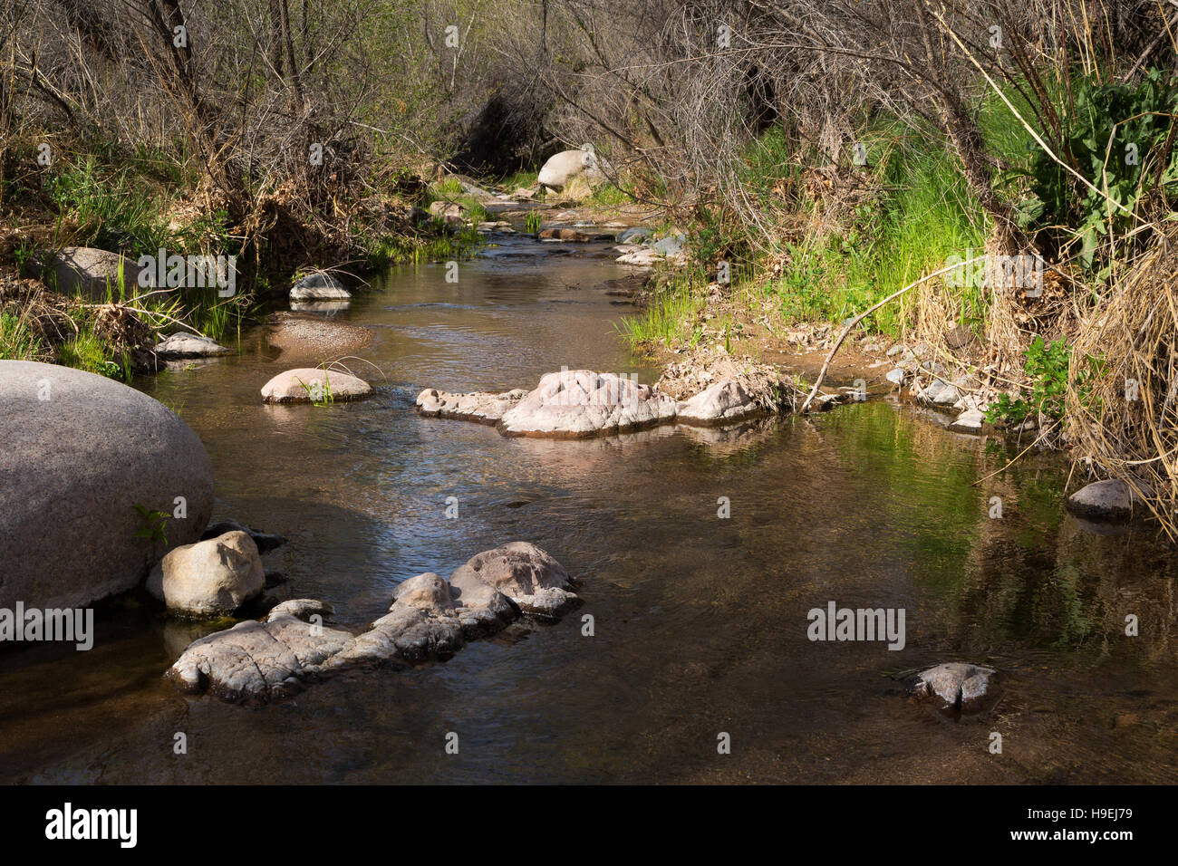 Riparian trees arching over Sycamore Creek in the southern Mazatzal ...