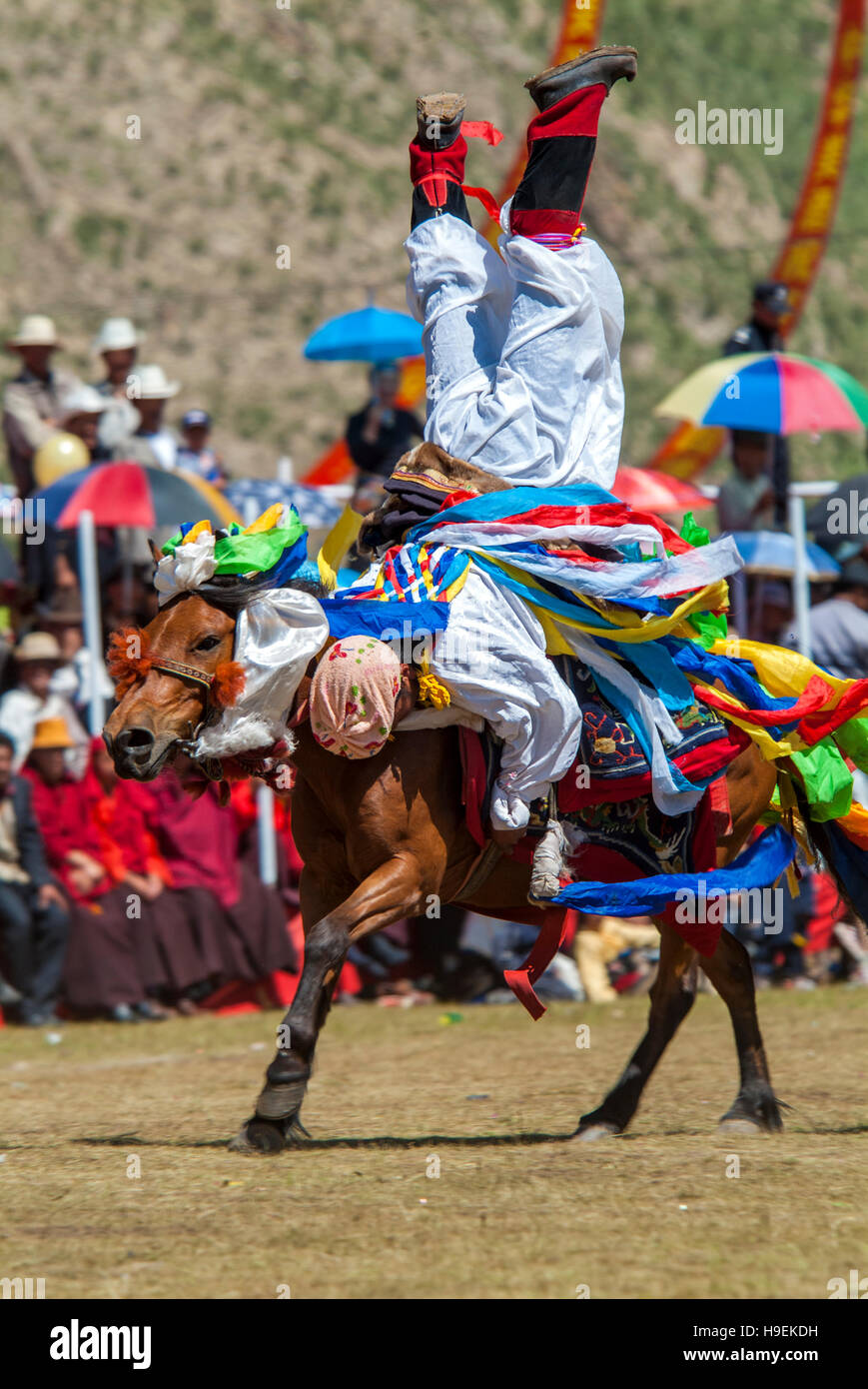 A Khampa horseman demonstrates his acrobatic skills from the back of a ...