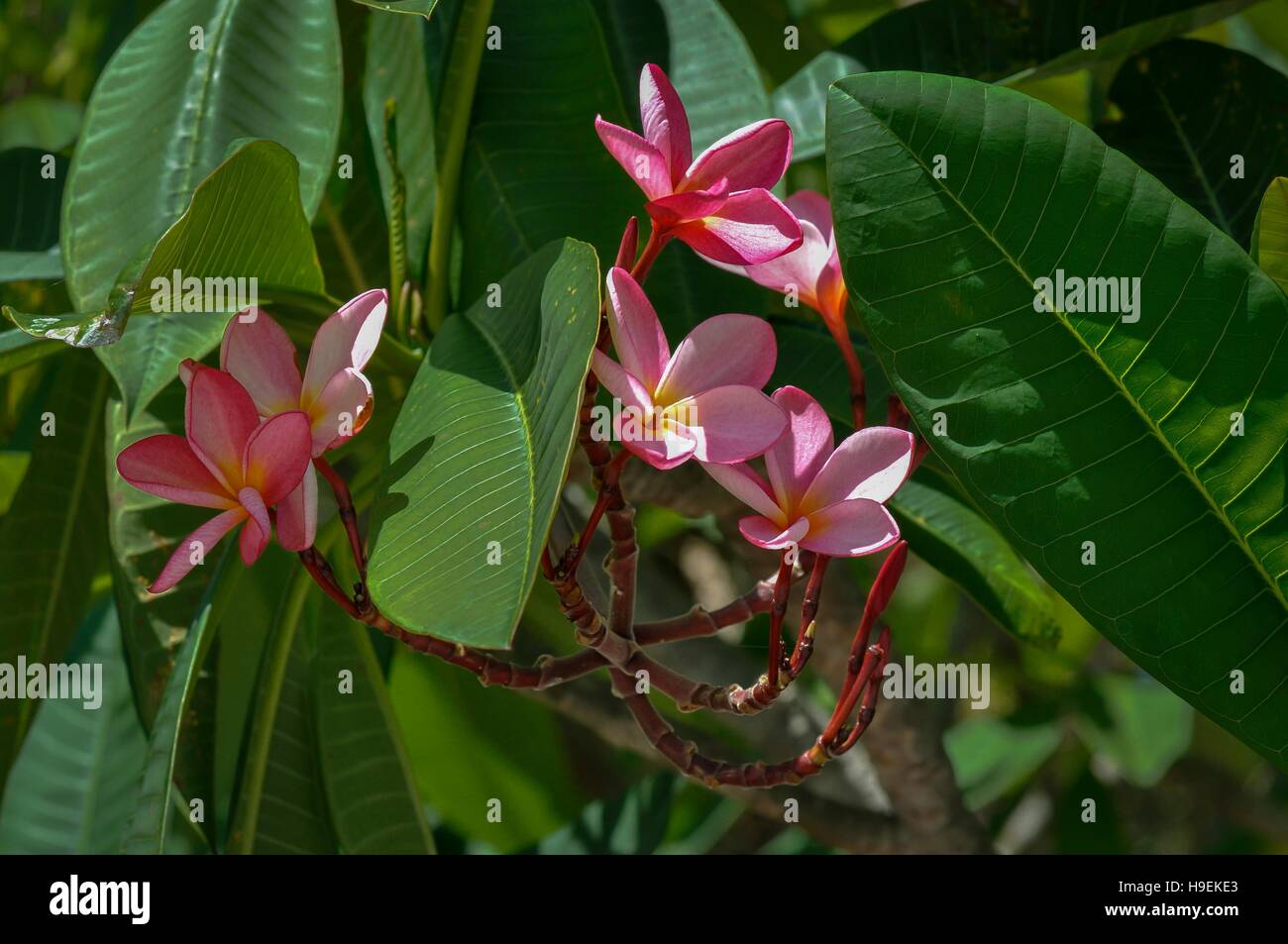 Frangipani tree flower hi-res stock photography and images - Alamy