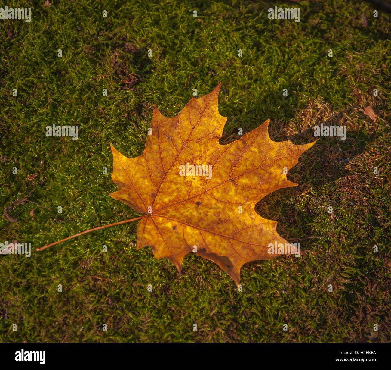 The leaves are falling in Quebec, Canada Stock Photo - Alamy