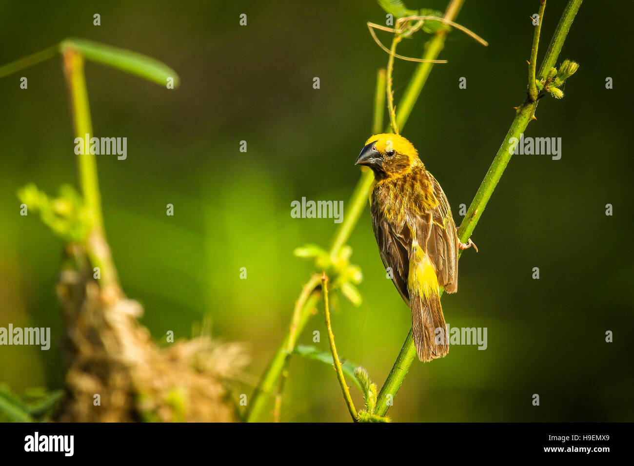 Asian golden weaver (Ploceus hypoxanthus) is a species of bird in the ...