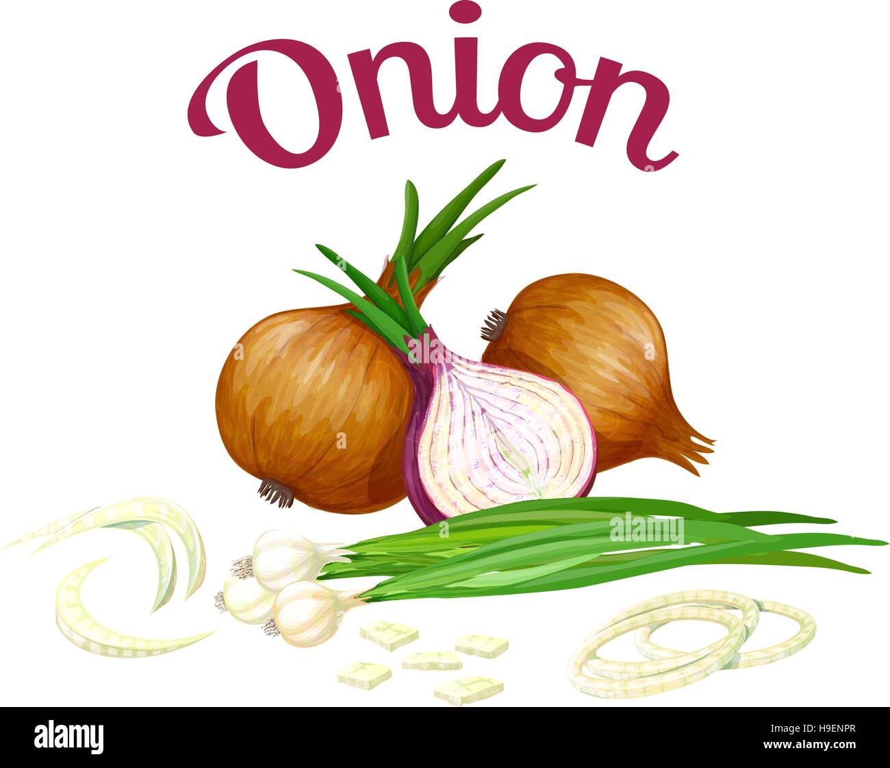 Onion. Vector illustration made in a realistic style, isolated on white ...
