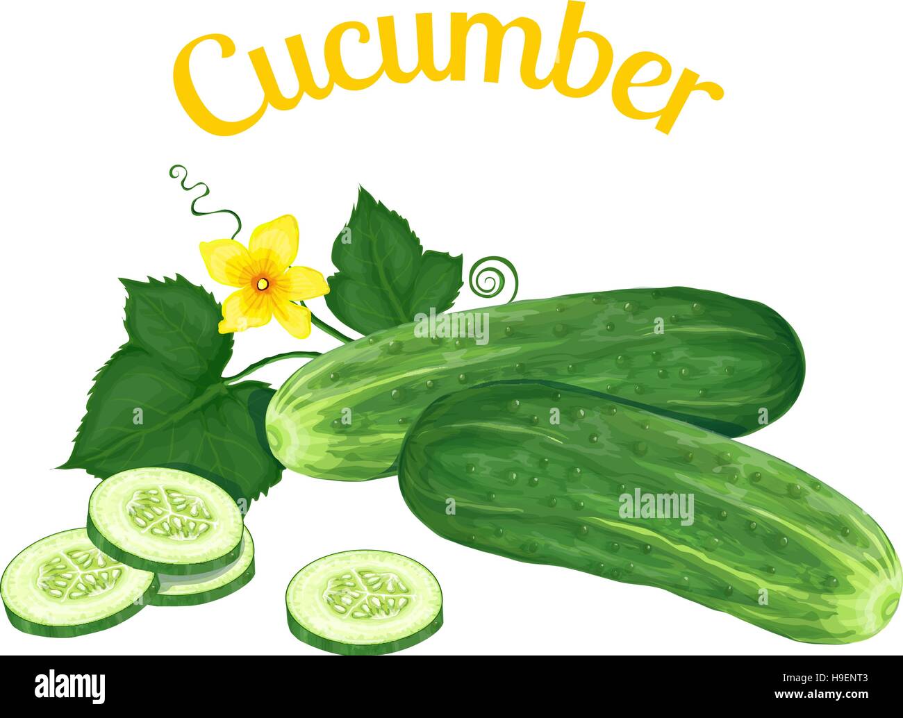 Cucumber. Vector illustration made in a realistic style. Isolated on ...