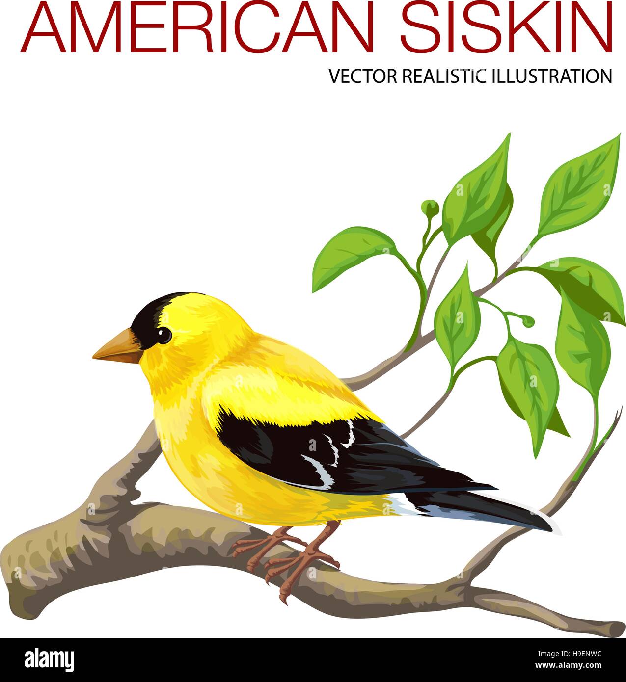 European siskin Stock Vector Images - Alamy