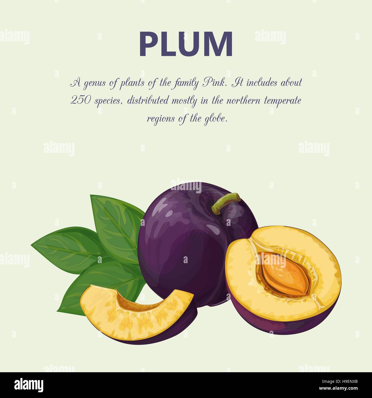 Illustration fruit composition filled in by hand in a vector Stock ...