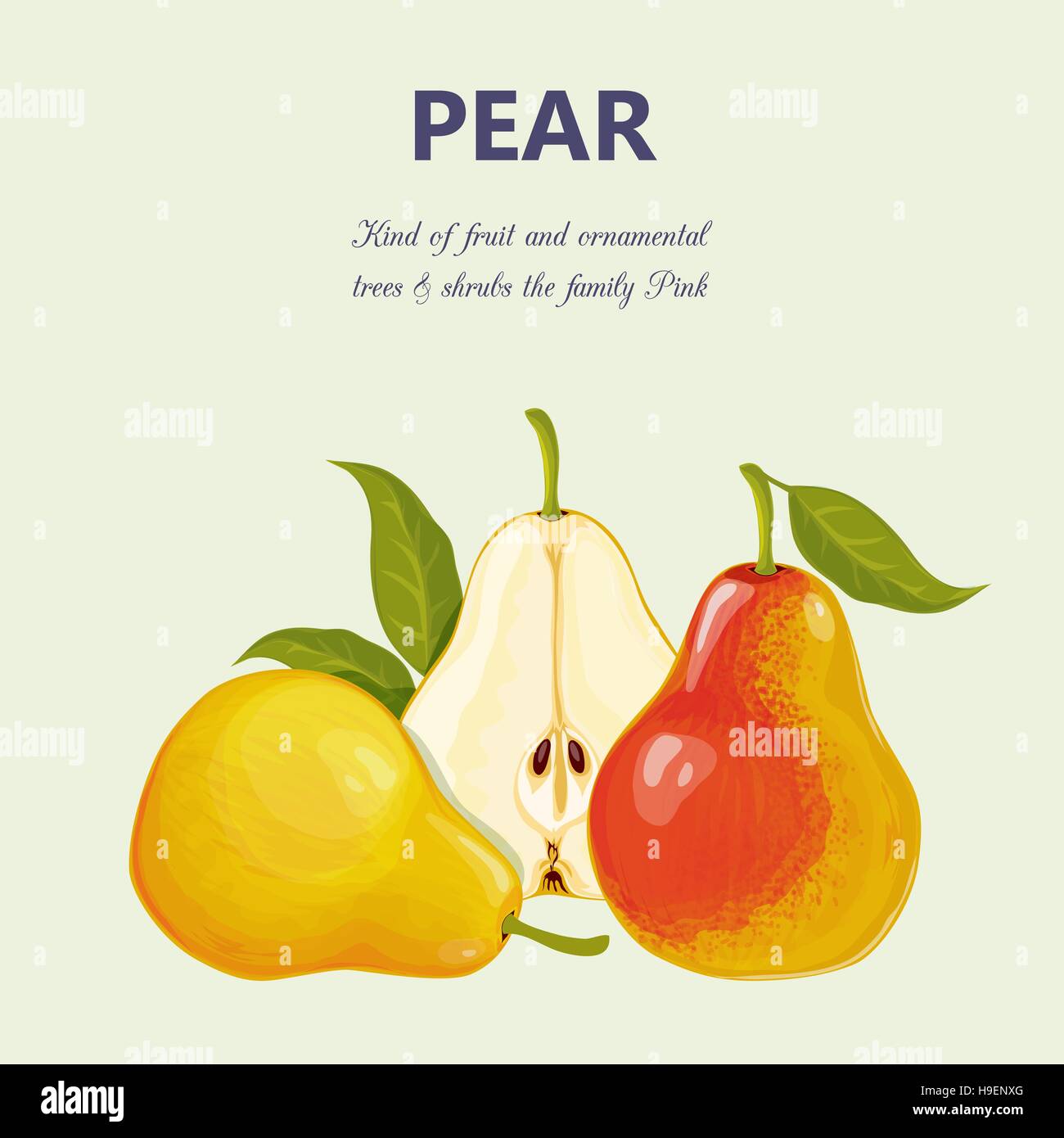 Pear. Vector illustration Stock Vector Image & Art - Alamy