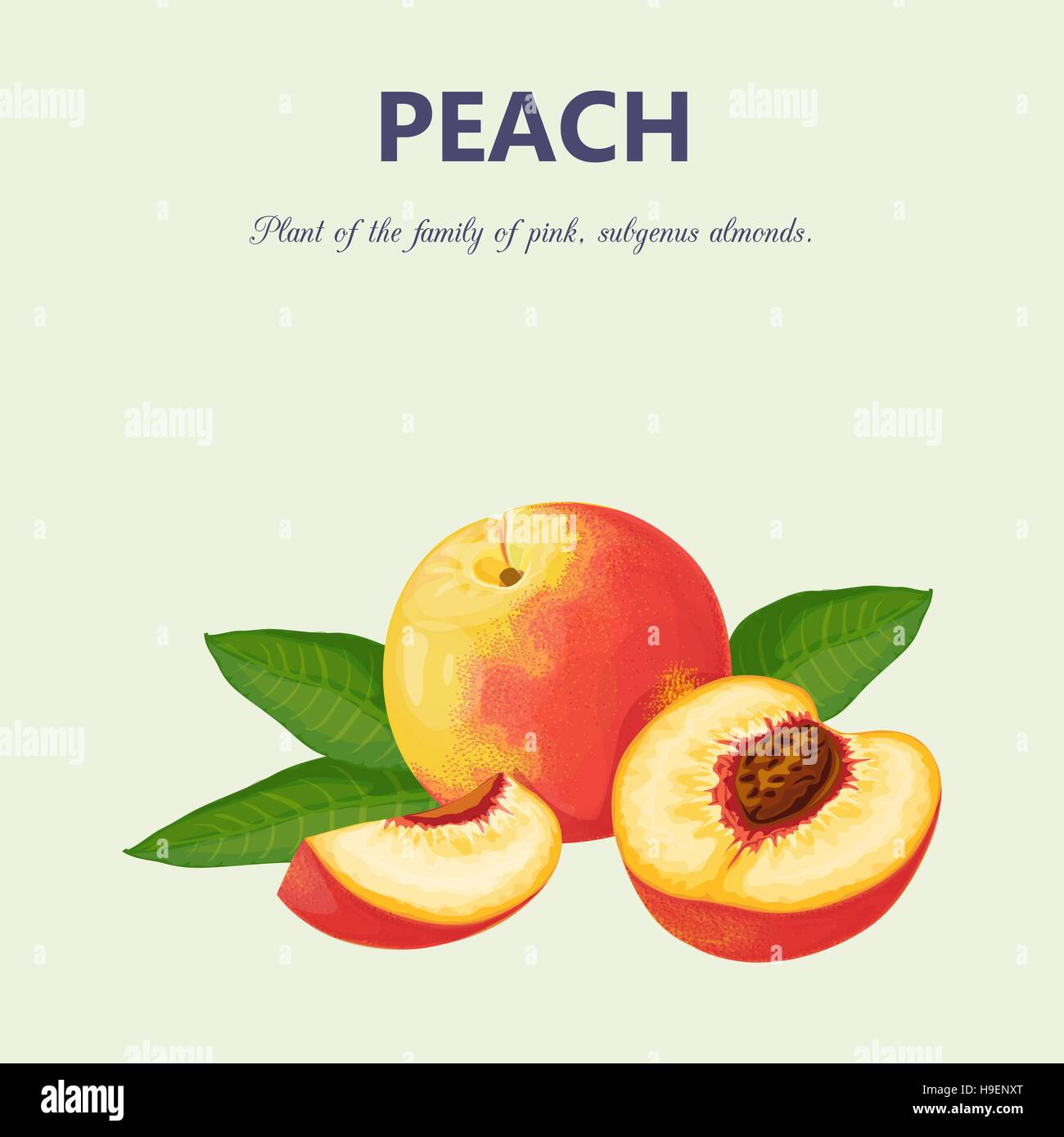 Peaches. Vector illustration Stock Vector Image & Art - Alamy