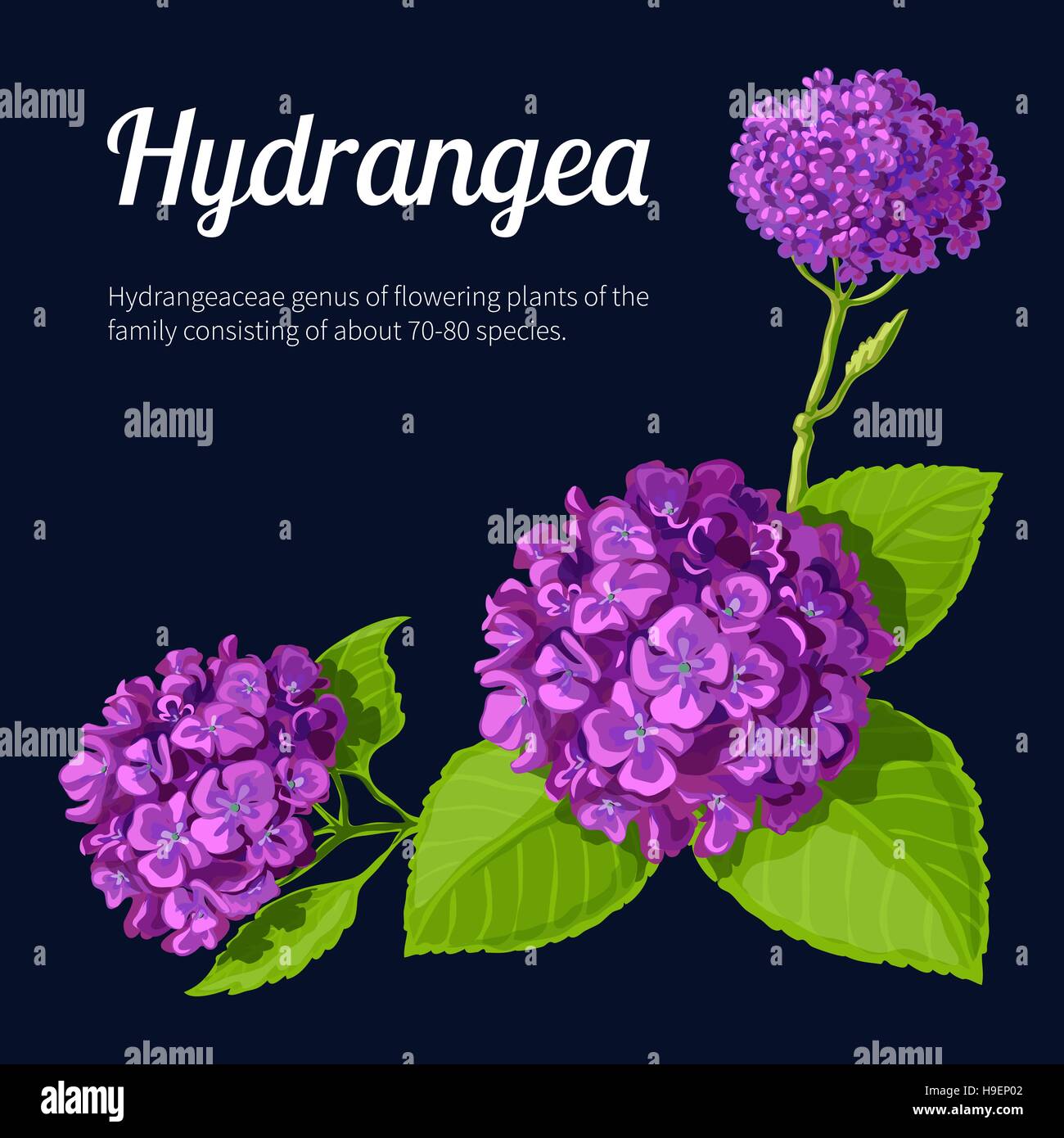 Hydrangea. Vector illustration Stock Vector Image & Art - Alamy