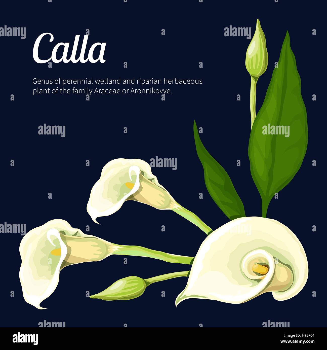 Calla vector hi-res stock photography and images - Alamy