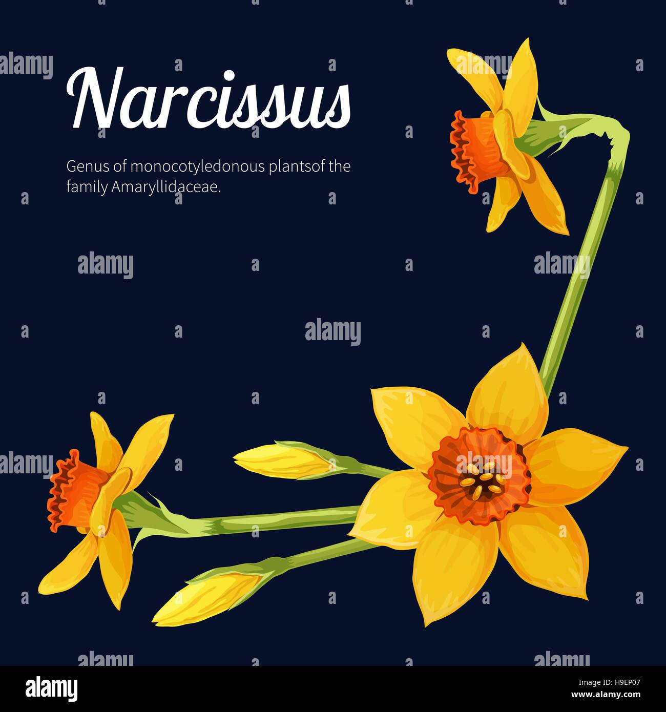 Narcissus. Vector illustration Stock Vector Image & Art - Alamy