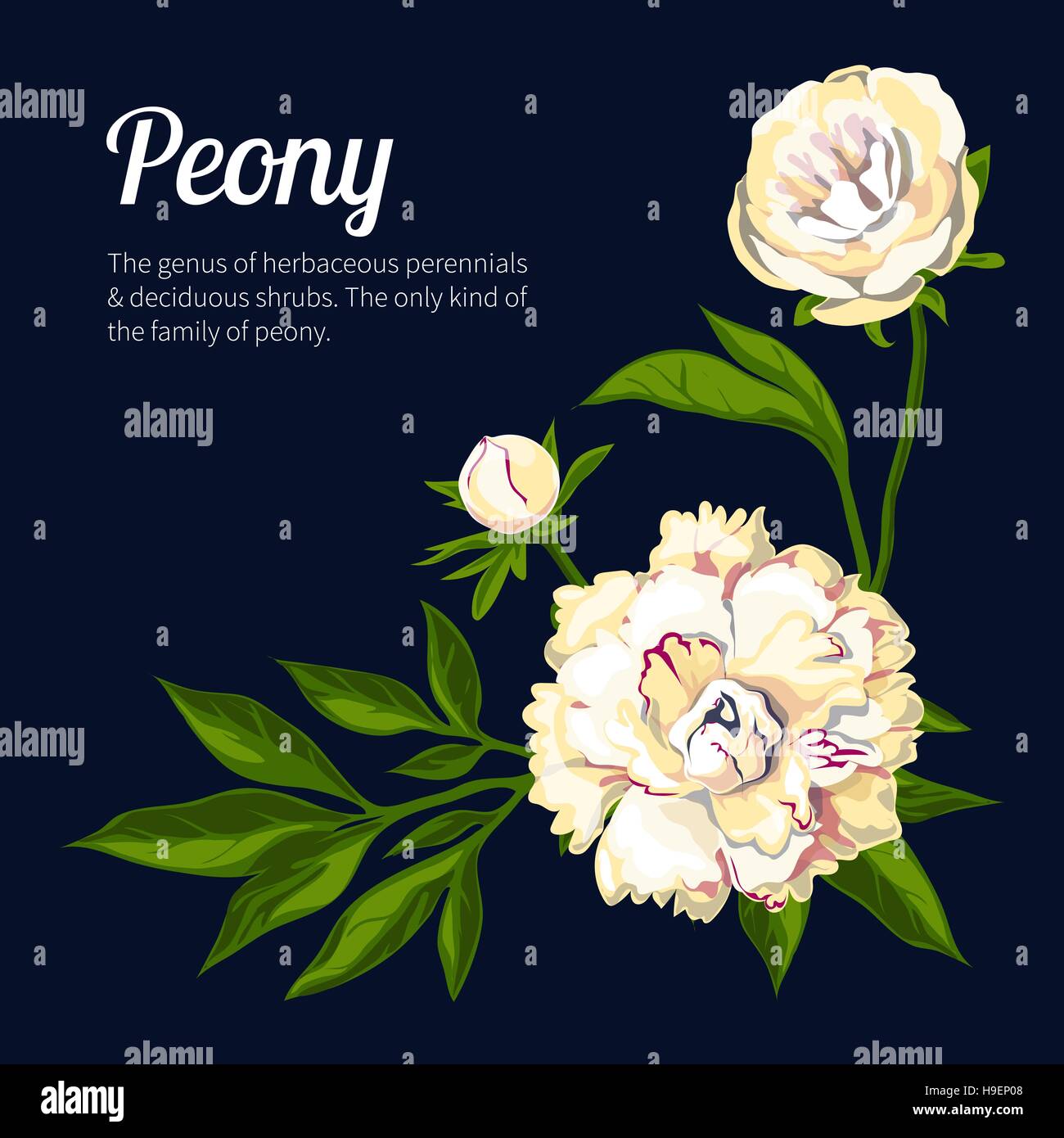 Peony. Vector illustration Stock Vector Image & Art - Alamy