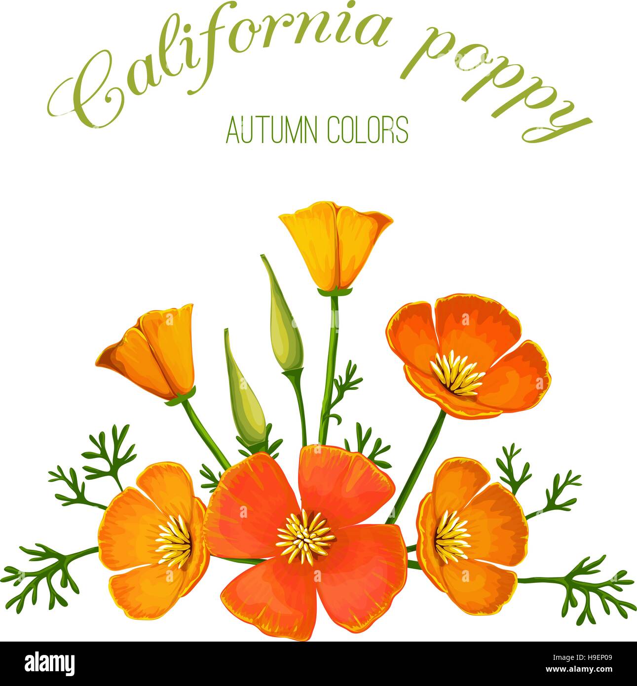 Vector illustration of flower arrangement. California poppy Stock ...