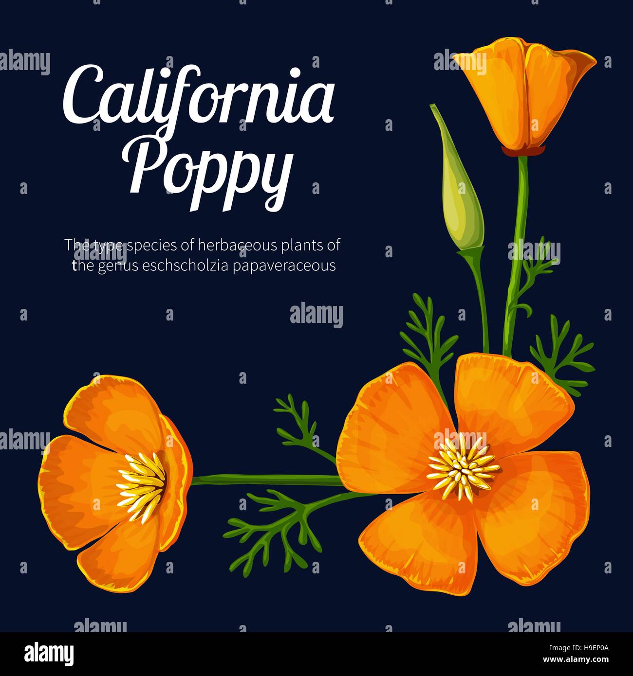 Poppy illustration Stock Vector Images - Alamy