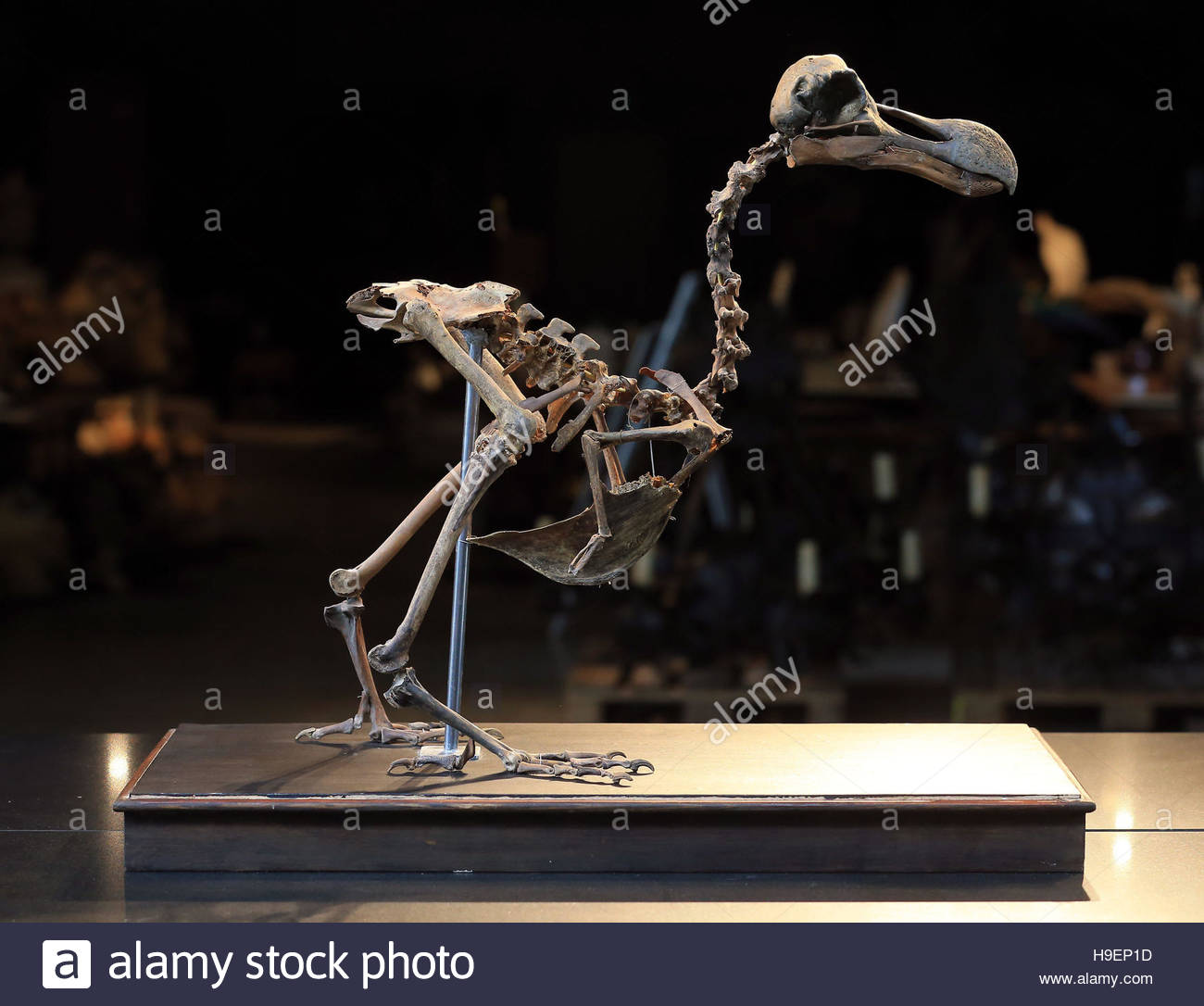 Almost Complete Stock Photos & Almost Complete Stock Images - Alamy