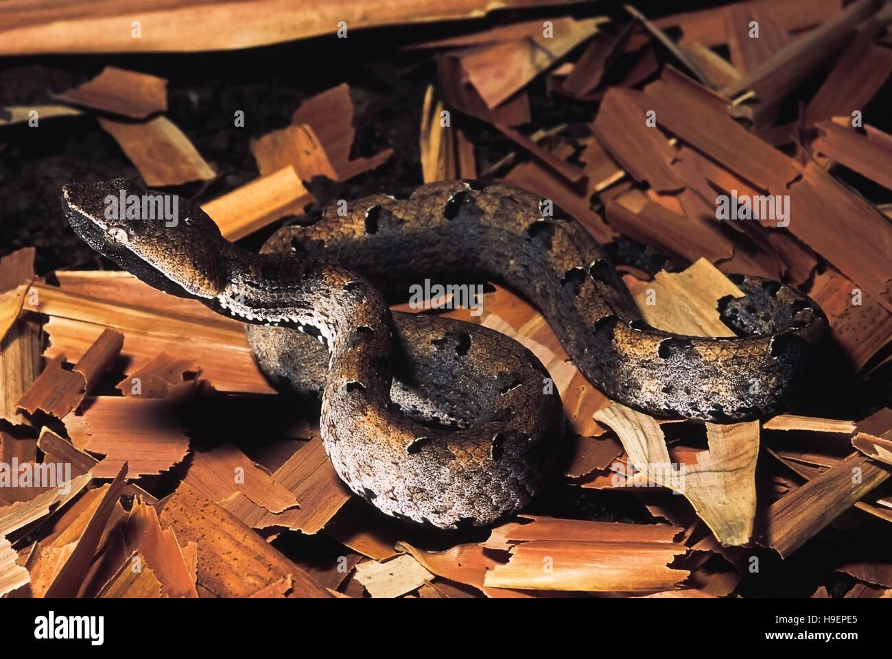 Hypnale hypnale. Hump nosed Pit Viper. Venomous. Captive specimen ...