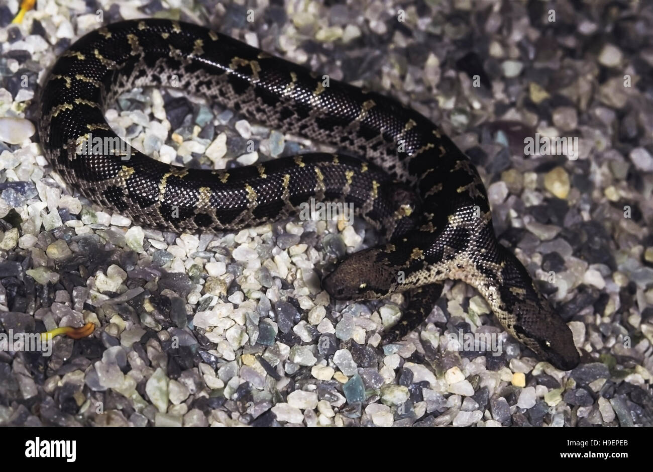 Two headed snake hi-res stock photography and images - Alamy