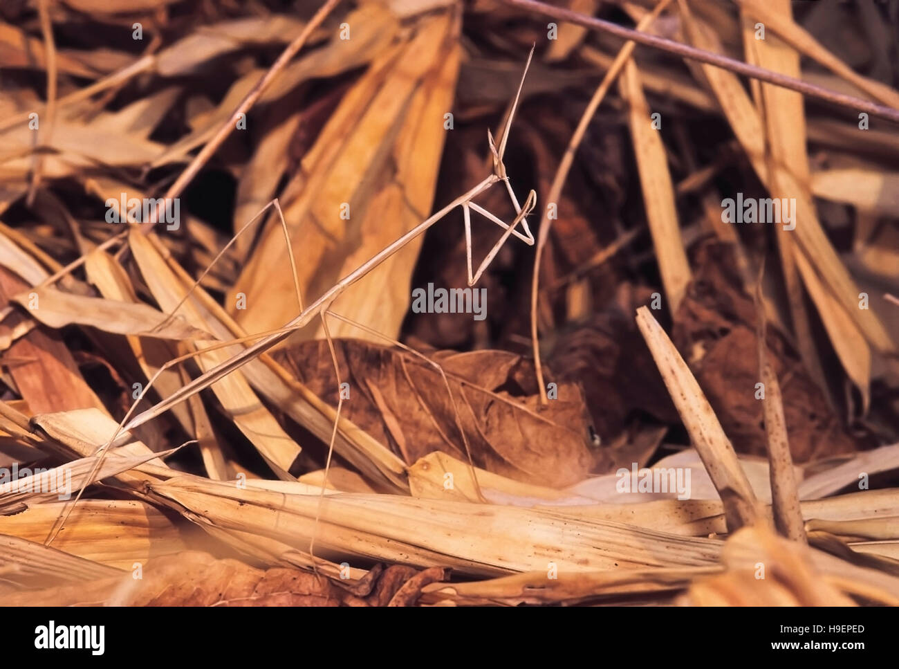 Schizocephala bicornis hi-res stock photography and images - Alamy