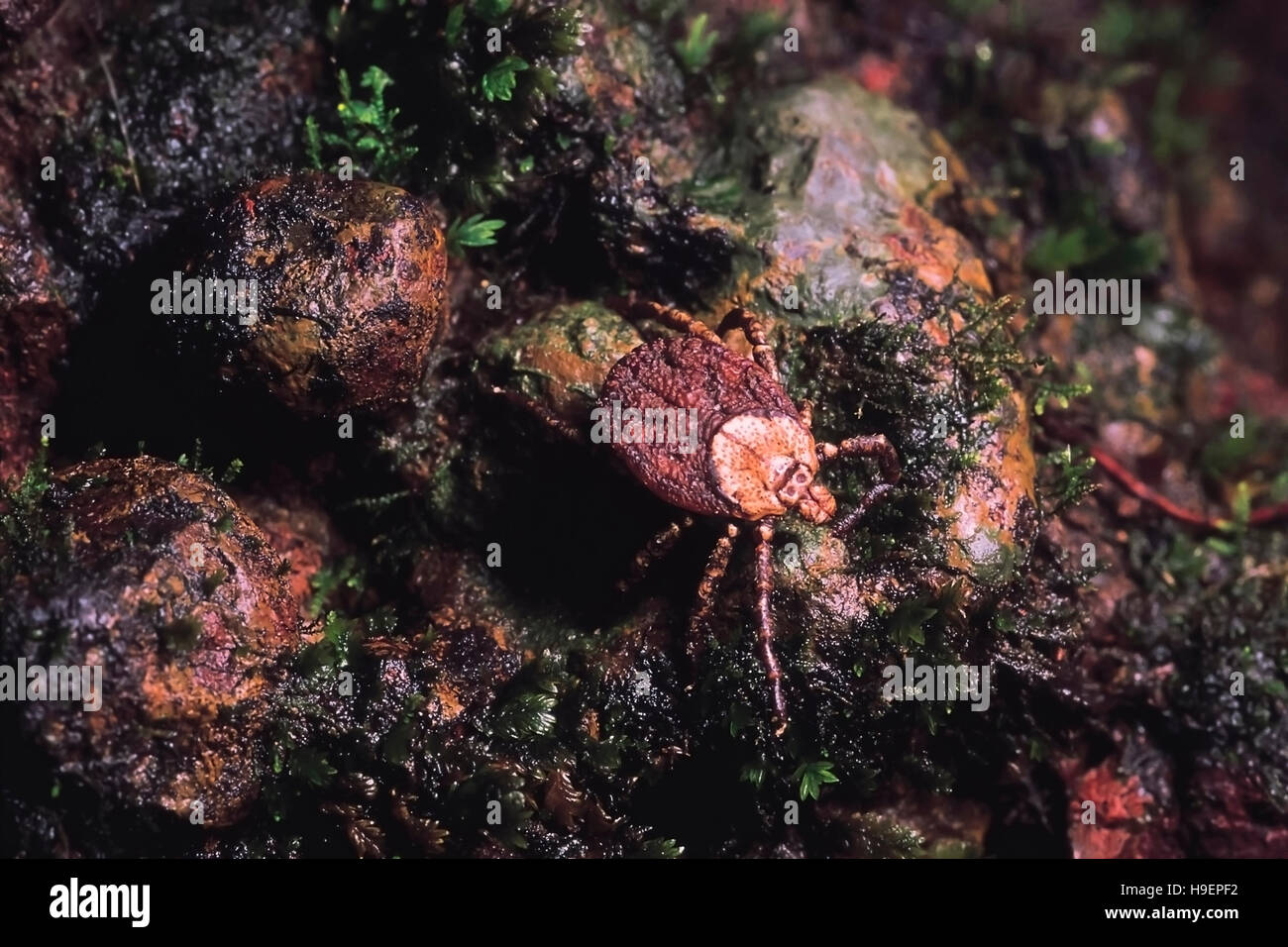 Tick insect hi-res stock photography and images - Alamy