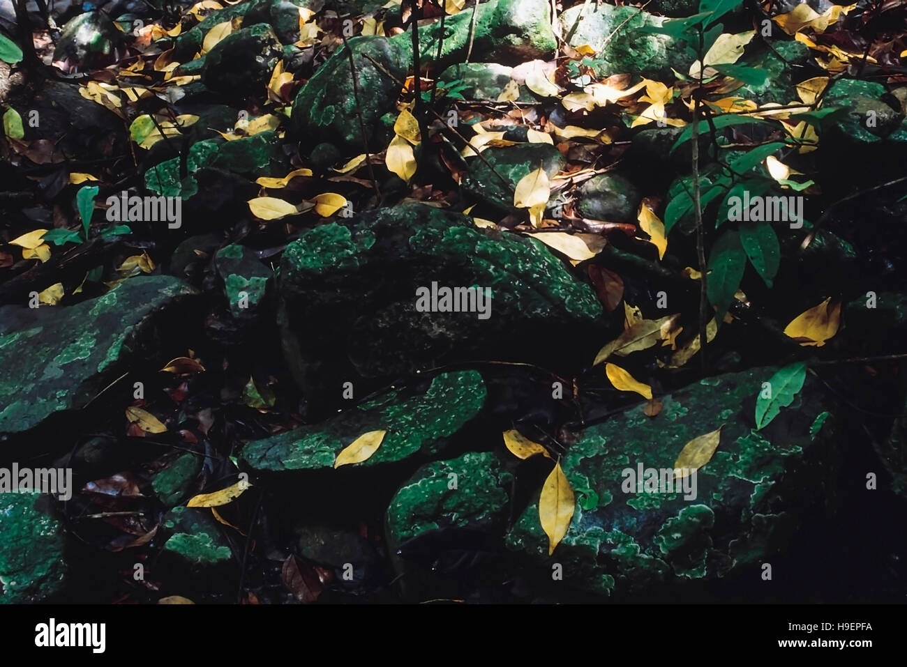 Lichen growing on rocks. Lichens grow in damp areas. Koyna, Maharashtra ...