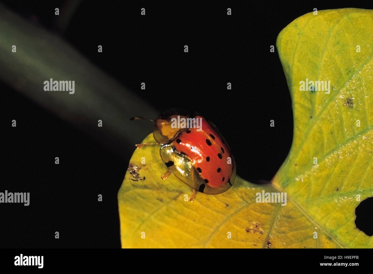 Tortoise shell beetle. Aspidomorpha miliaris. Pune, Maharashtra, India ...