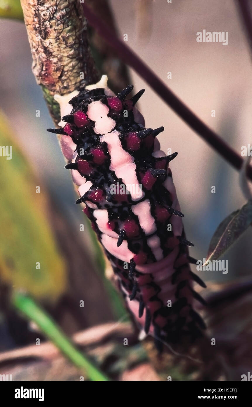 Pink and white Caterpillar. Kodagu, Karnataka, India Stock Photo - Alamy