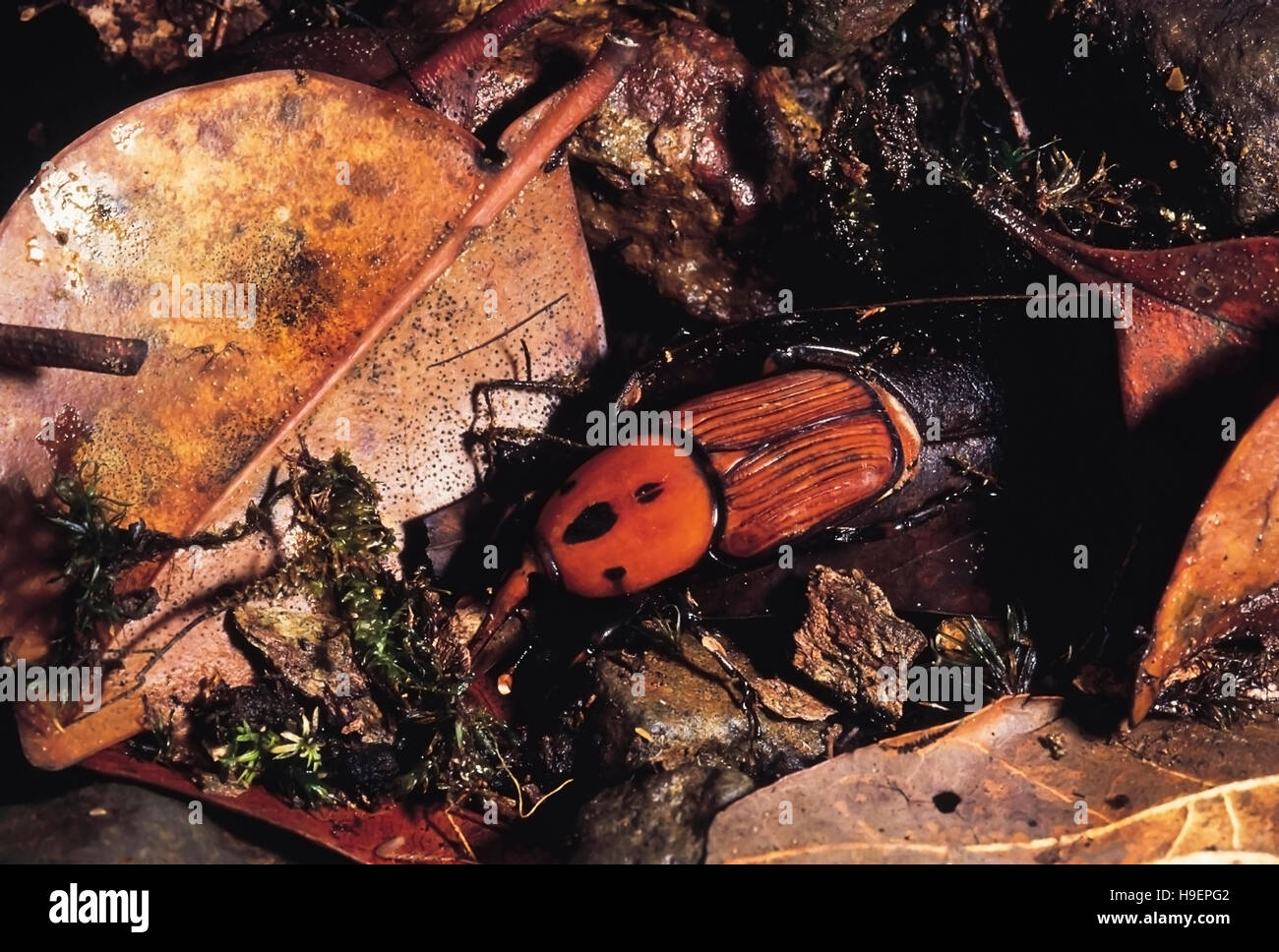 Orange Weevil. Koyna, Maharashtra, India Stock Photo - Alamy