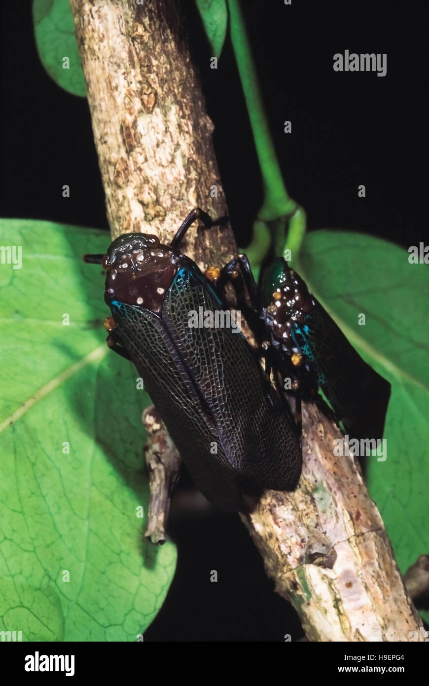 Blue-green Hoppers after mating. Phansad Wildlife Sanctuary ...