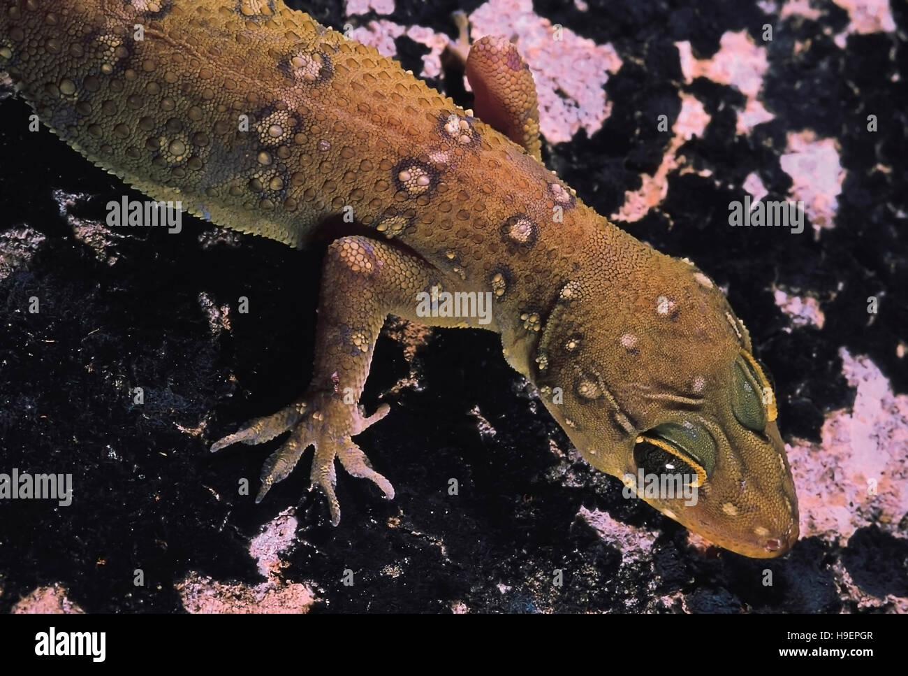 Bombay castle hi-res stock photography and images - Alamy