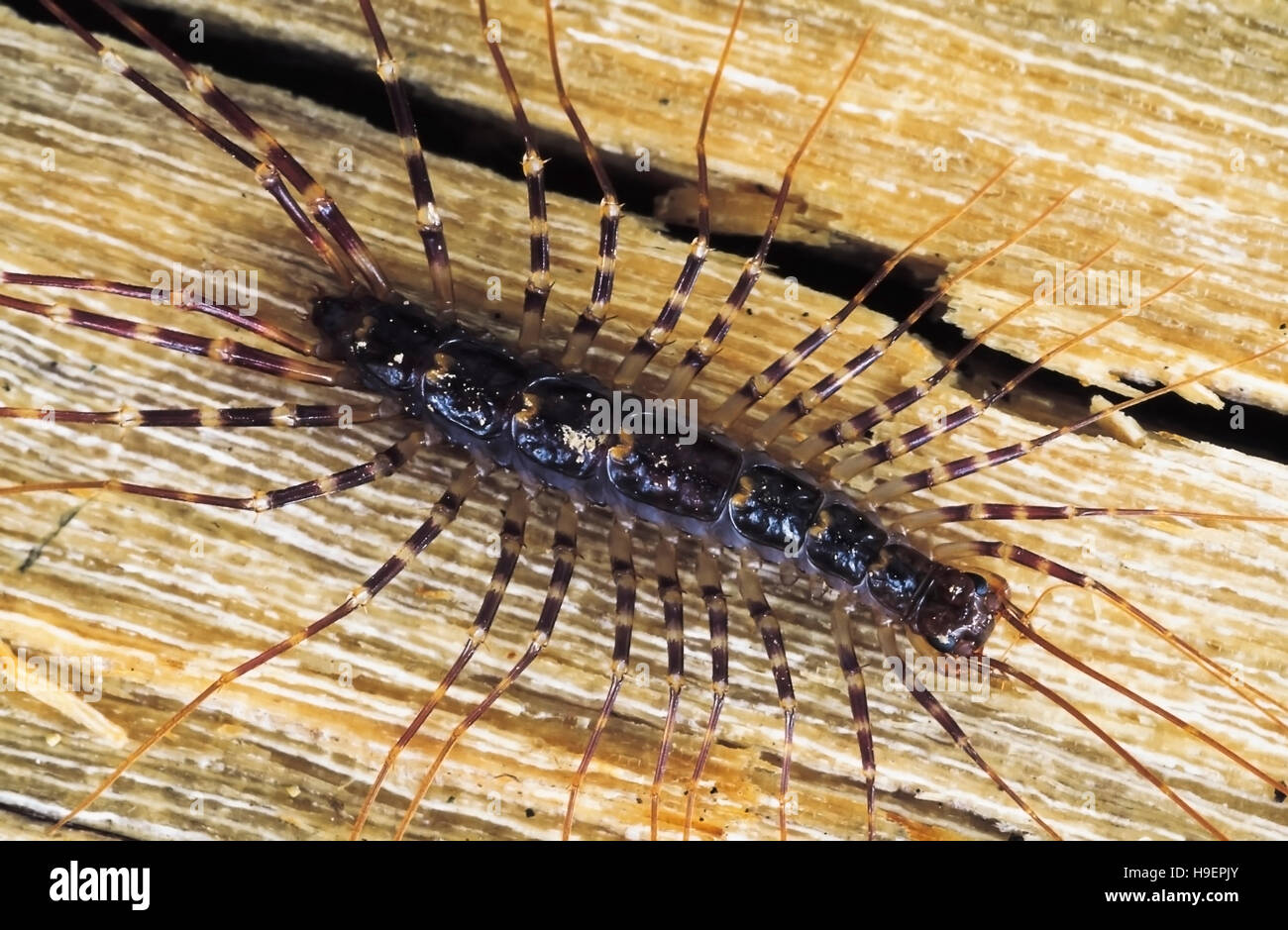 Scutigera long legged centipede hi-res stock photography and images - Alamy