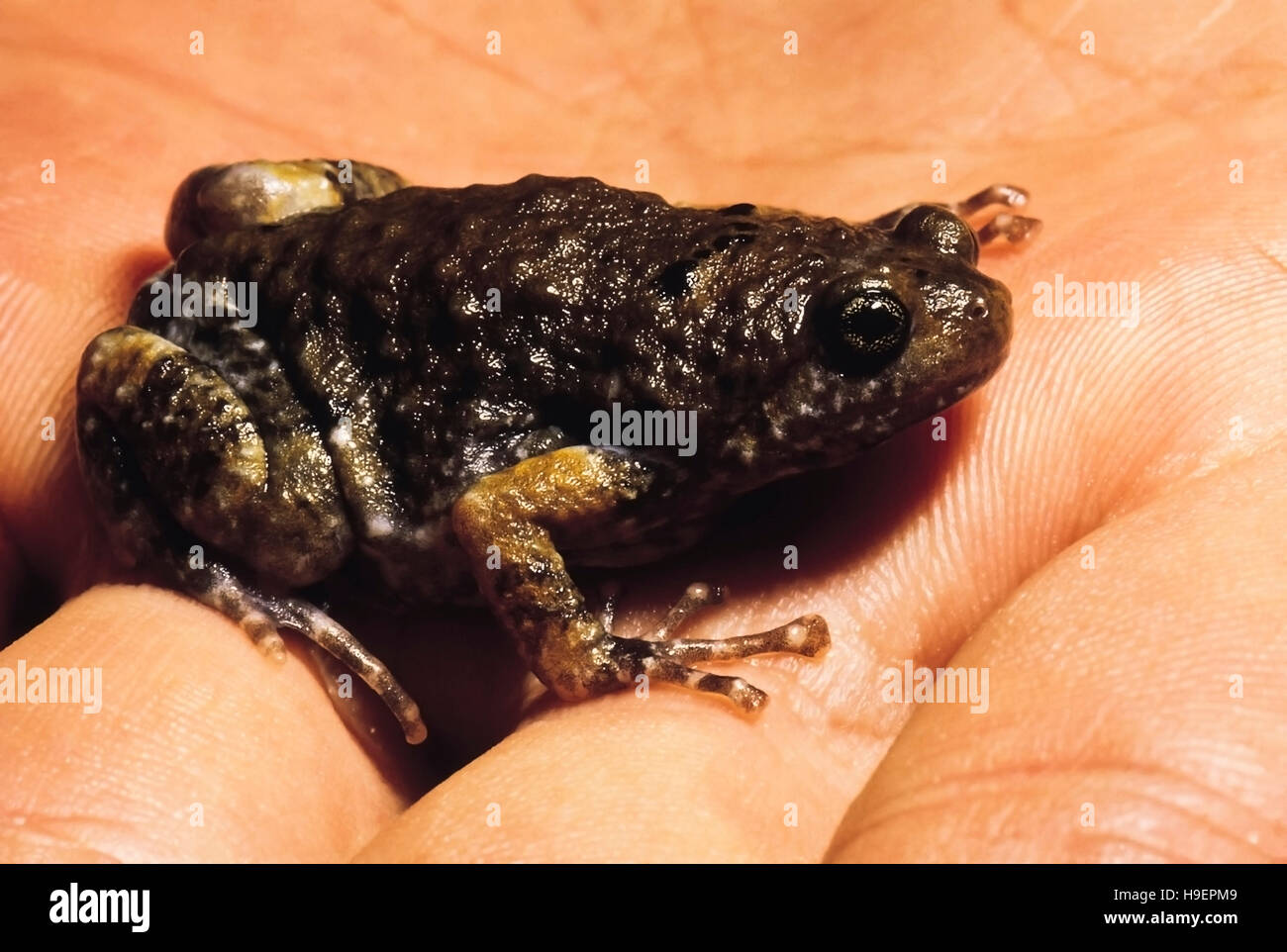 Toad like frog hi-res stock photography and images - Alamy