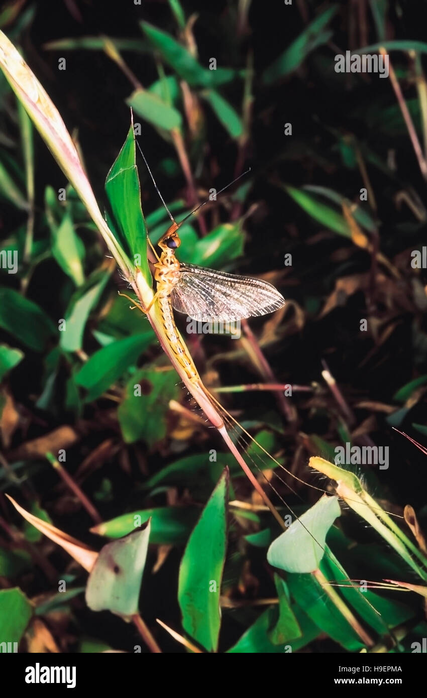 Mayfly wing hi-res stock photography and images - Alamy